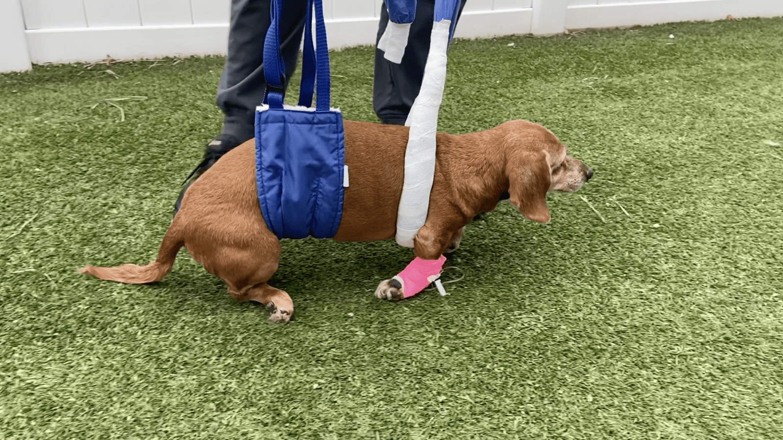 Atlantoaxial Subluxation (AA) in Dogs & Cats in South Florida and ...