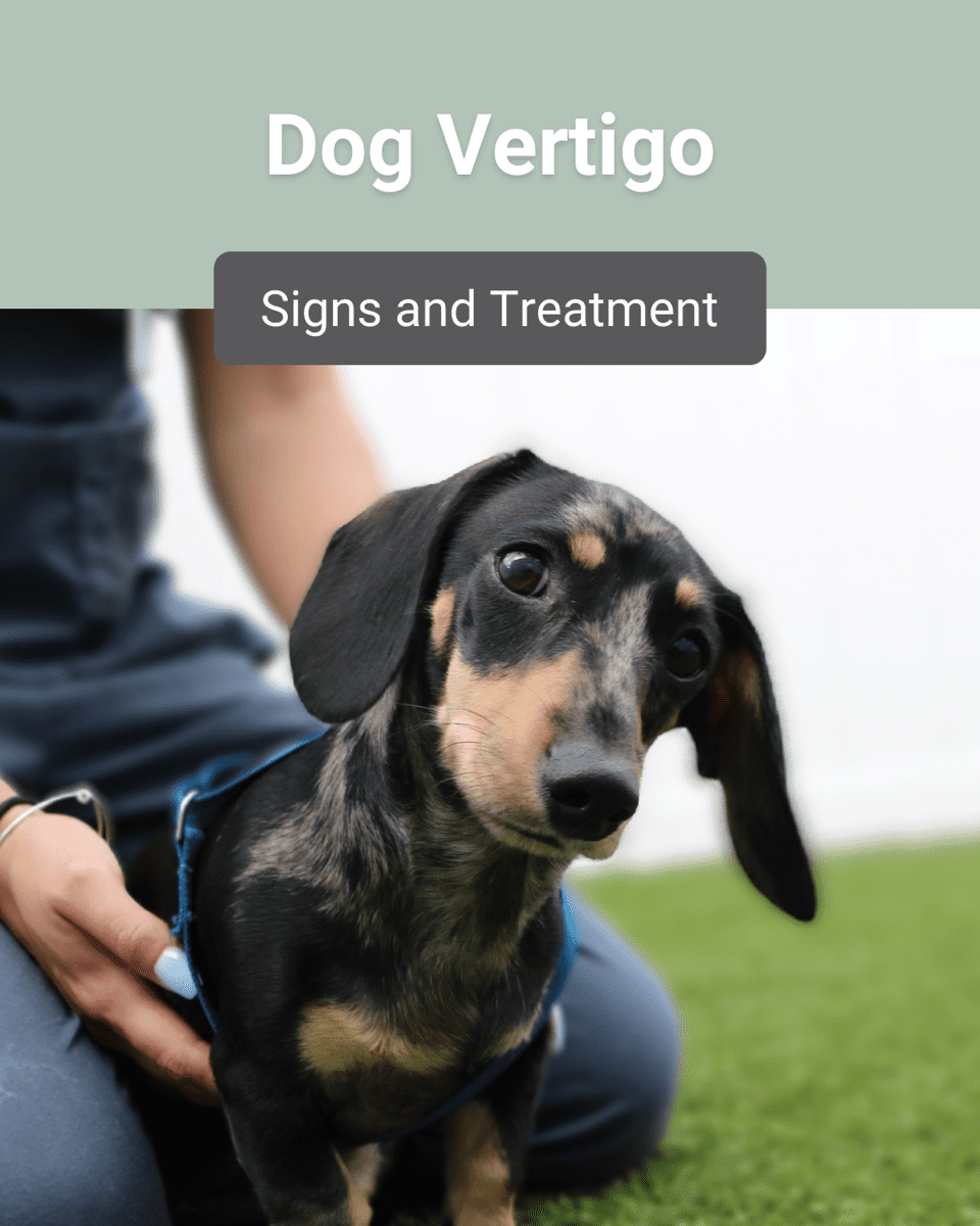 Vestibular Disease In Dogs and Cats in South Florida