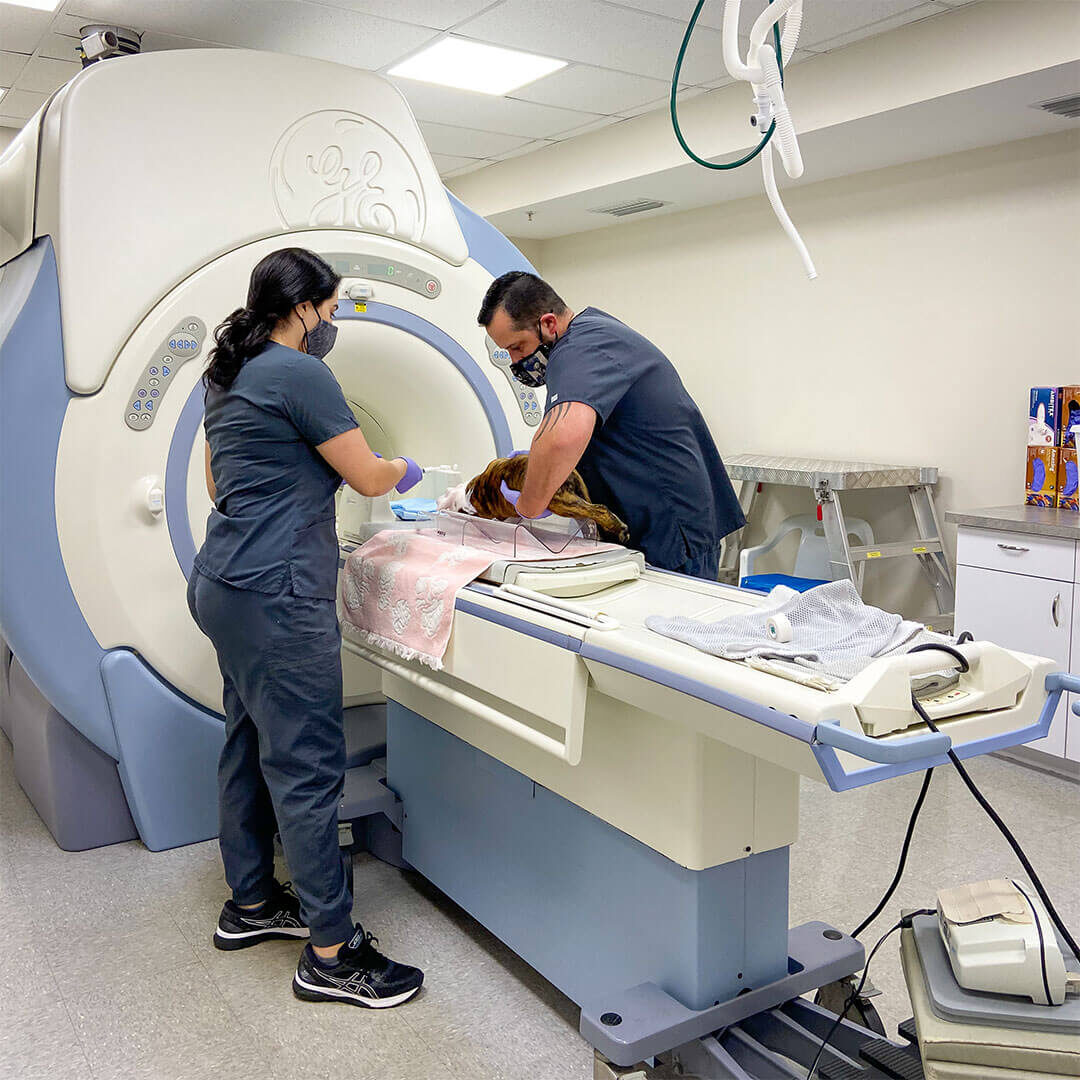 Intervertebral Disc Disease (IVDD) in Dogs in South Florida & Virginia