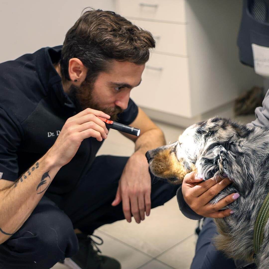 Neurological Disorders in Dogs & Cats | Southeast Veterinary Neurology