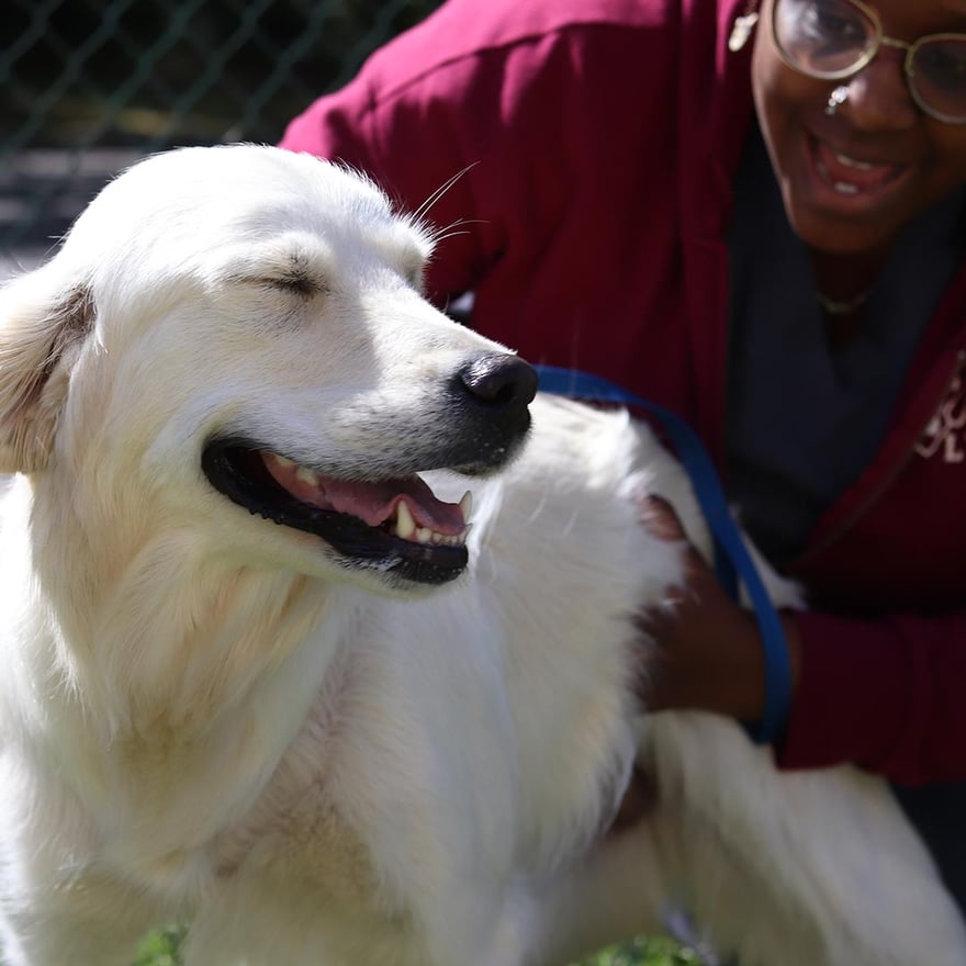 Pet Brain Surgery in South Florida