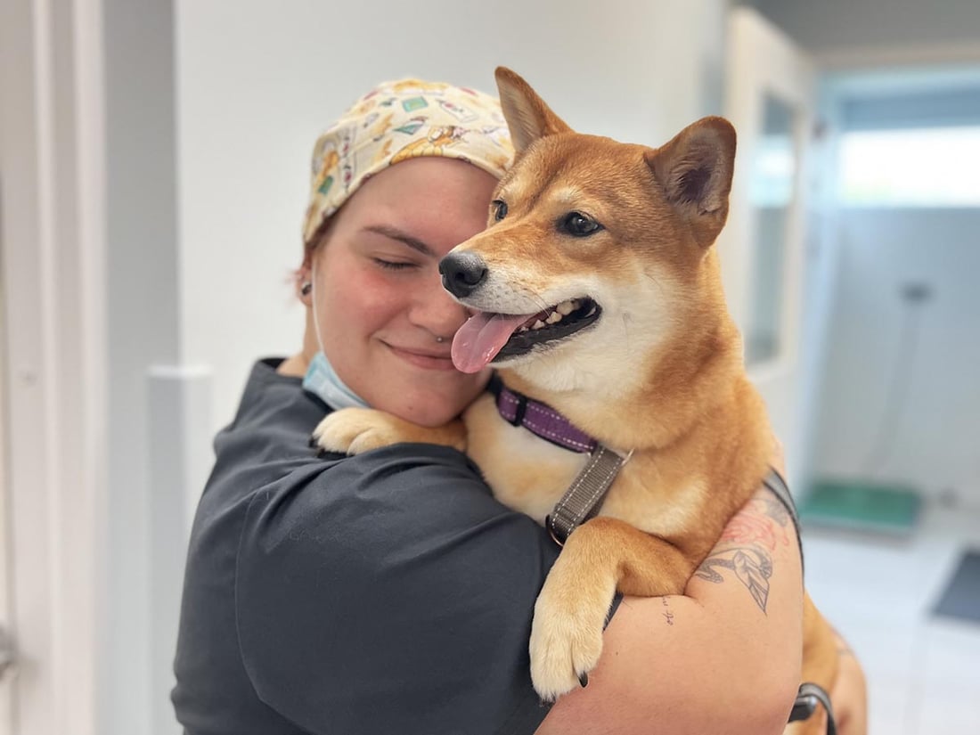 Pet Brain Surgery in South Florida