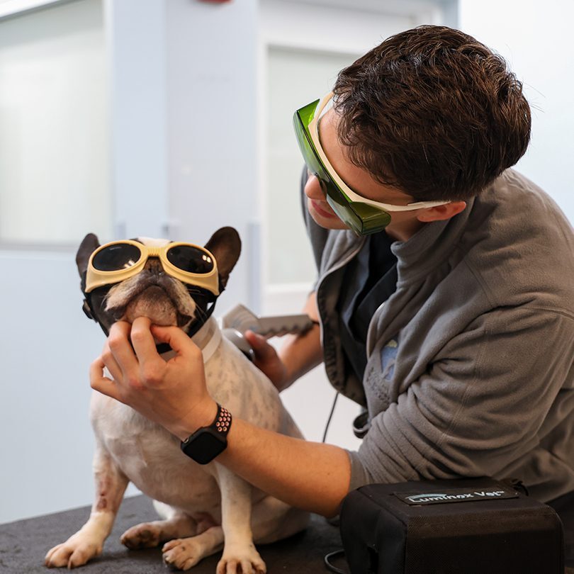 Pet Neurological Care in South Florida and Virginia Beach