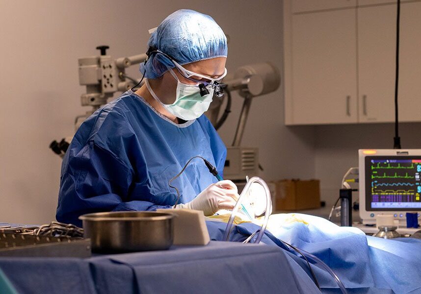 Our Values | Southeast Veterinary Neurology