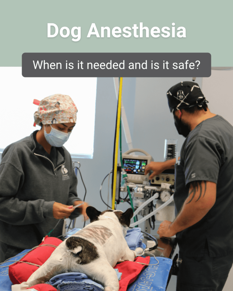 Dog Anesthesia: When Is It Needed and Is It Safe? | Southeast ...