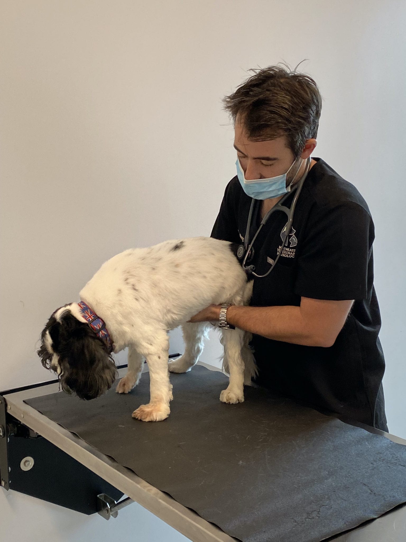 Toad Poisoning in Dogs: Everything Pet Parents Should Know | Southeast ...