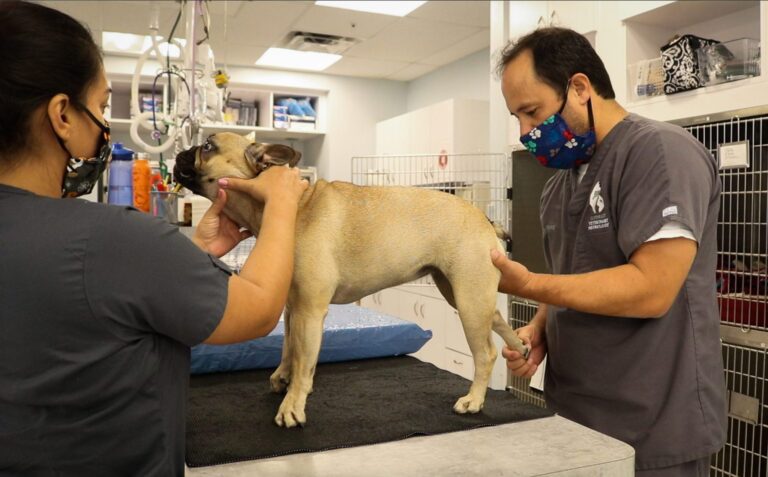 My Dog Can't Stand Up: What You Should Do | Southeast Veterinary Neurology