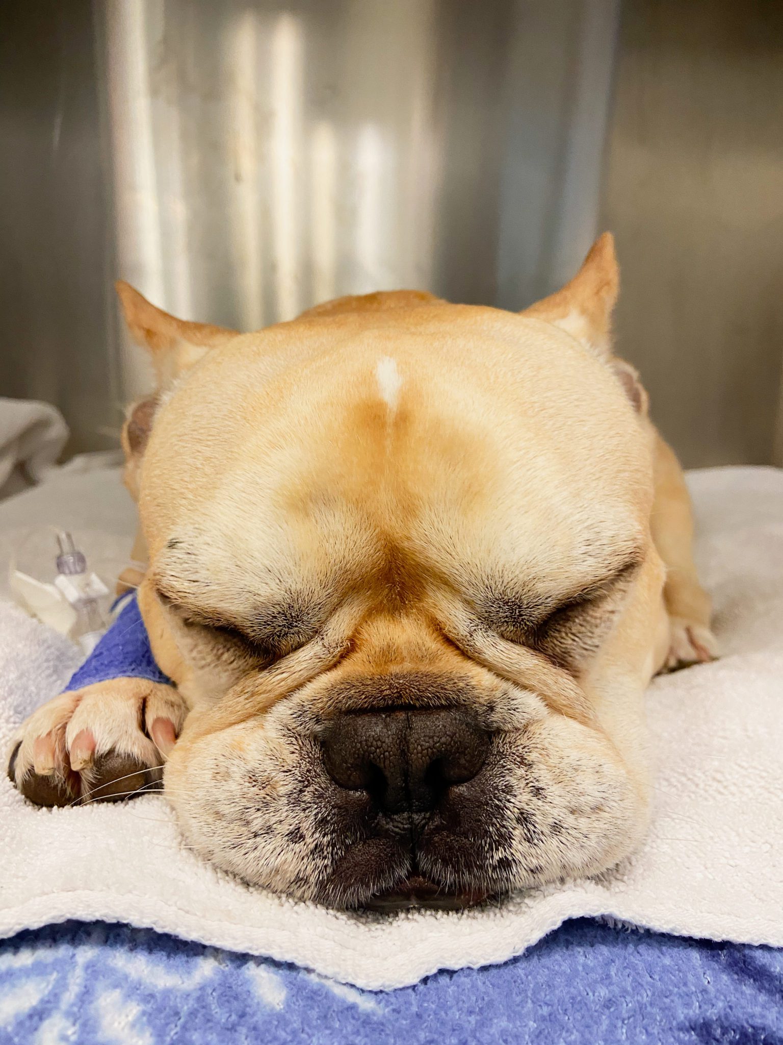 What to Do When Your Dog Has a Seizure | Southeast Veterinary Neurology