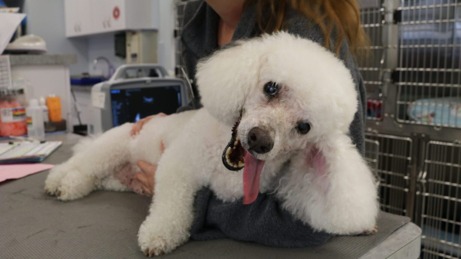 My Dog Can't Stand Up: What You Should Do | Southeast Veterinary Neurology