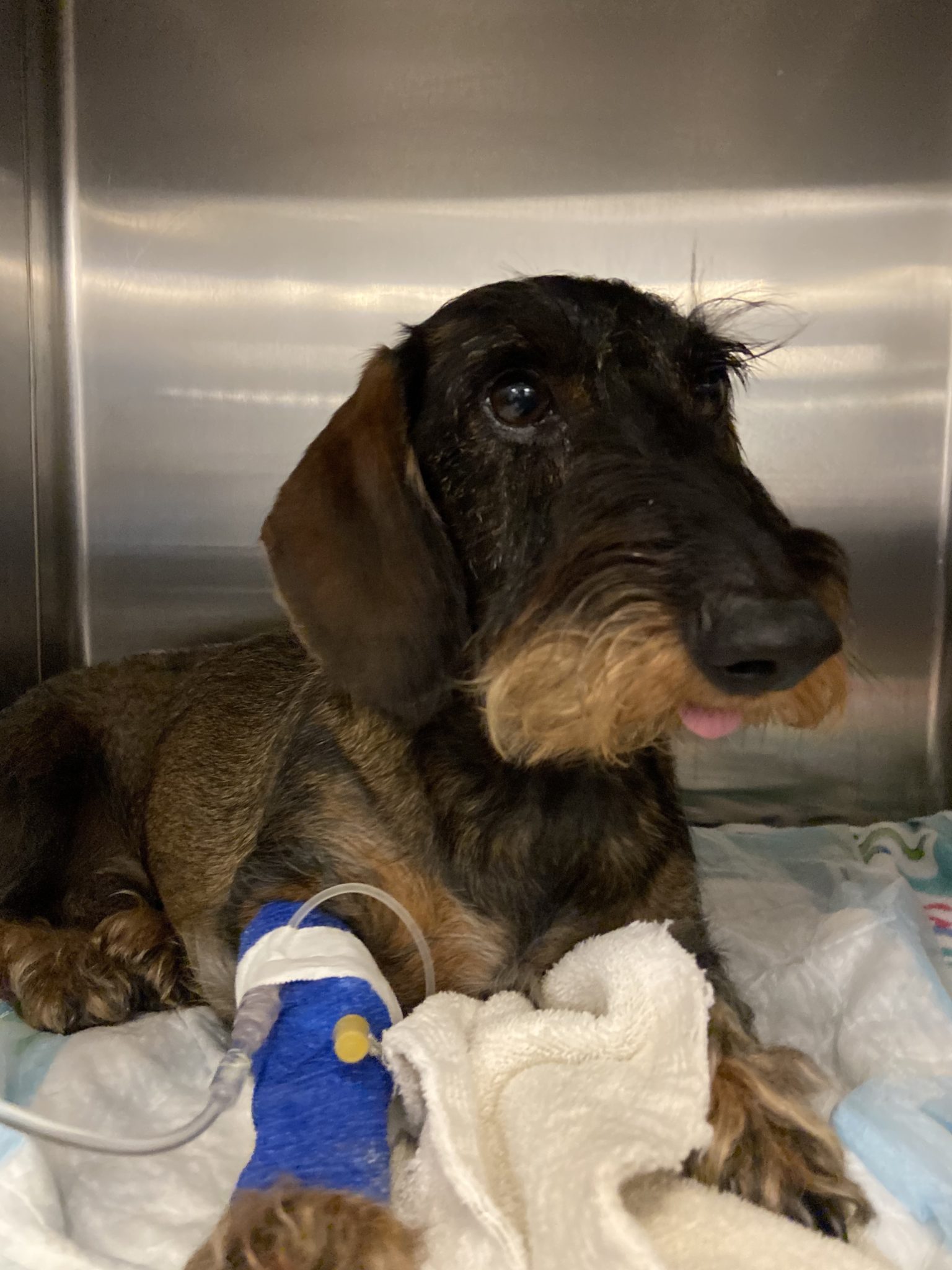 Dachshund Health Issues: 5 Neurological Problems | Southeast Veterinary ...