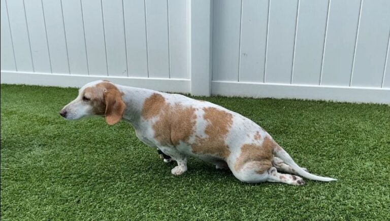 Everything You Need to Know about IVDD in Dogs | Southeast Veterinary ...