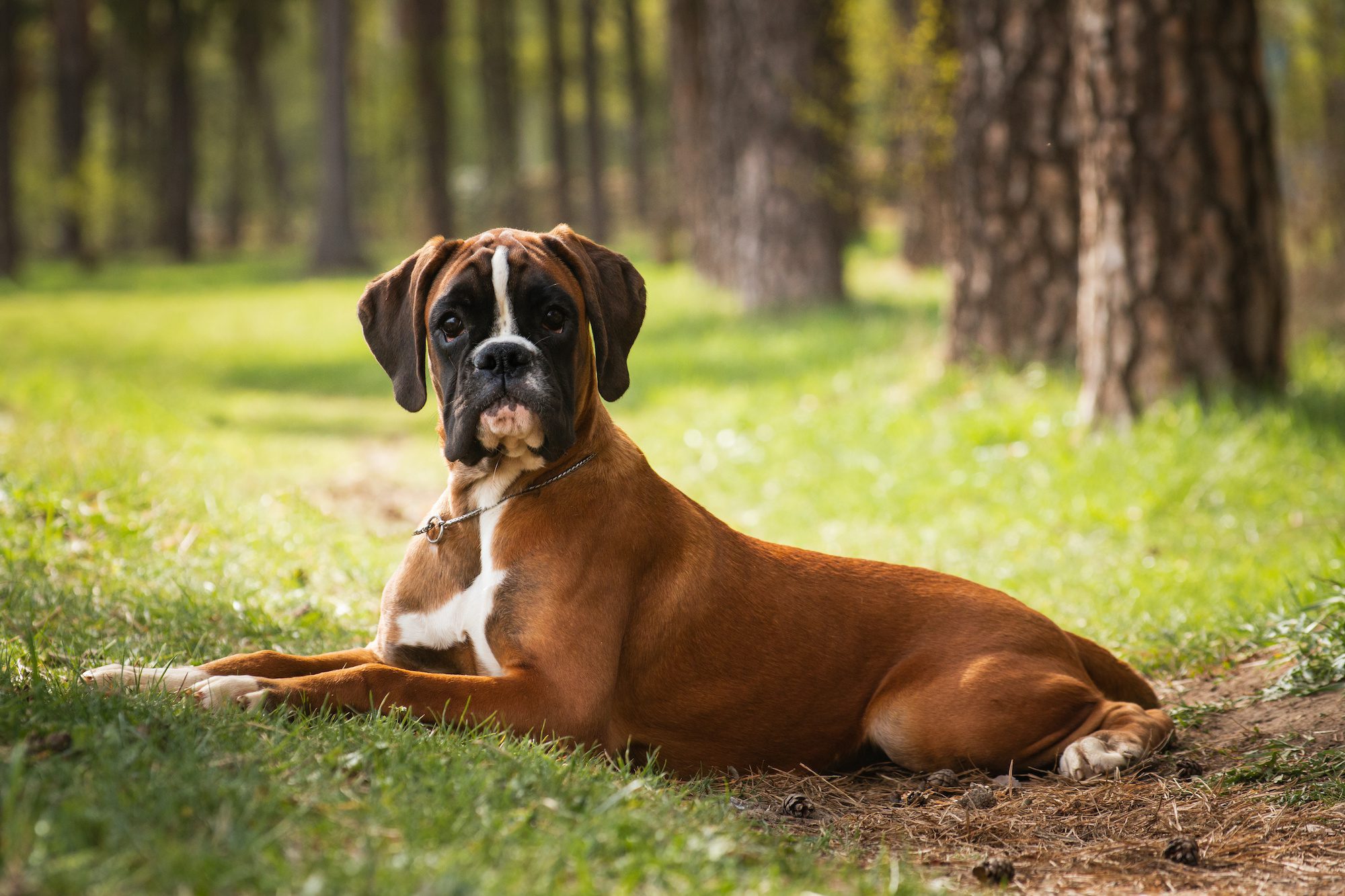 What Is a Brachycephalic Dog? | Southeast Veterinary Neurology