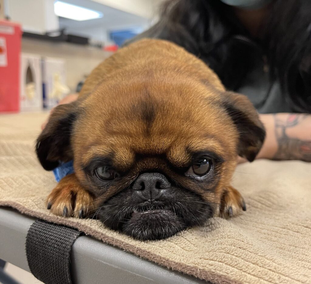 What Is a Brachycephalic Dog? | Southeast Veterinary Neurology