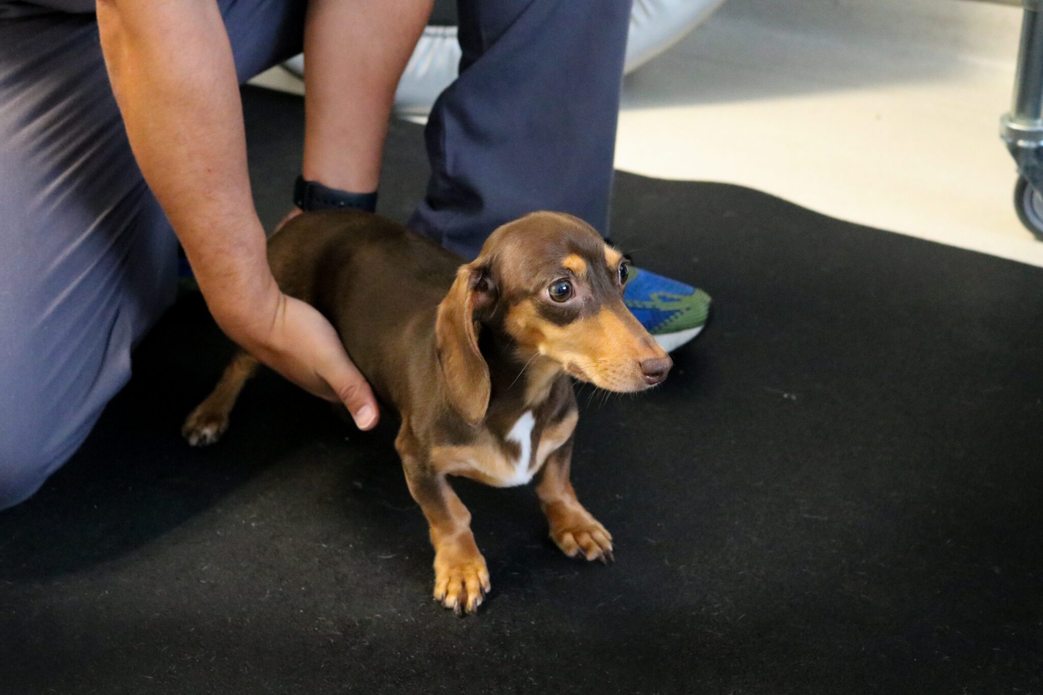 Myasthenia Gravis in Dogs: What It Is and How SEVN Can Help | Southeast Veterinary Neurology