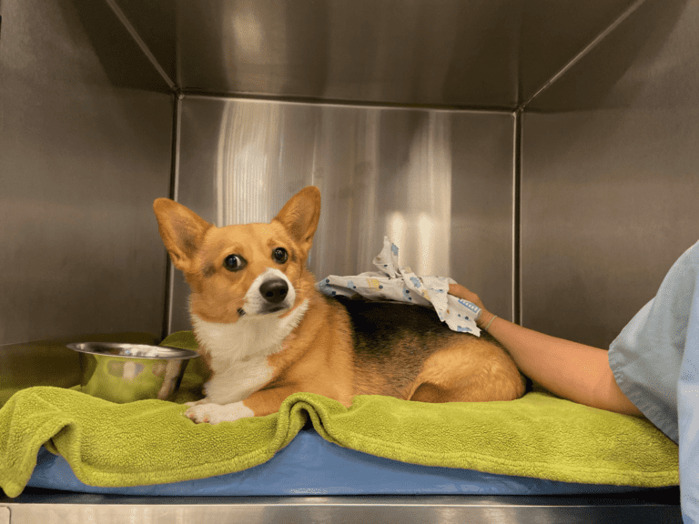 Dog Anesthesia: When Is It Needed and Is It Safe? | Southeast ...