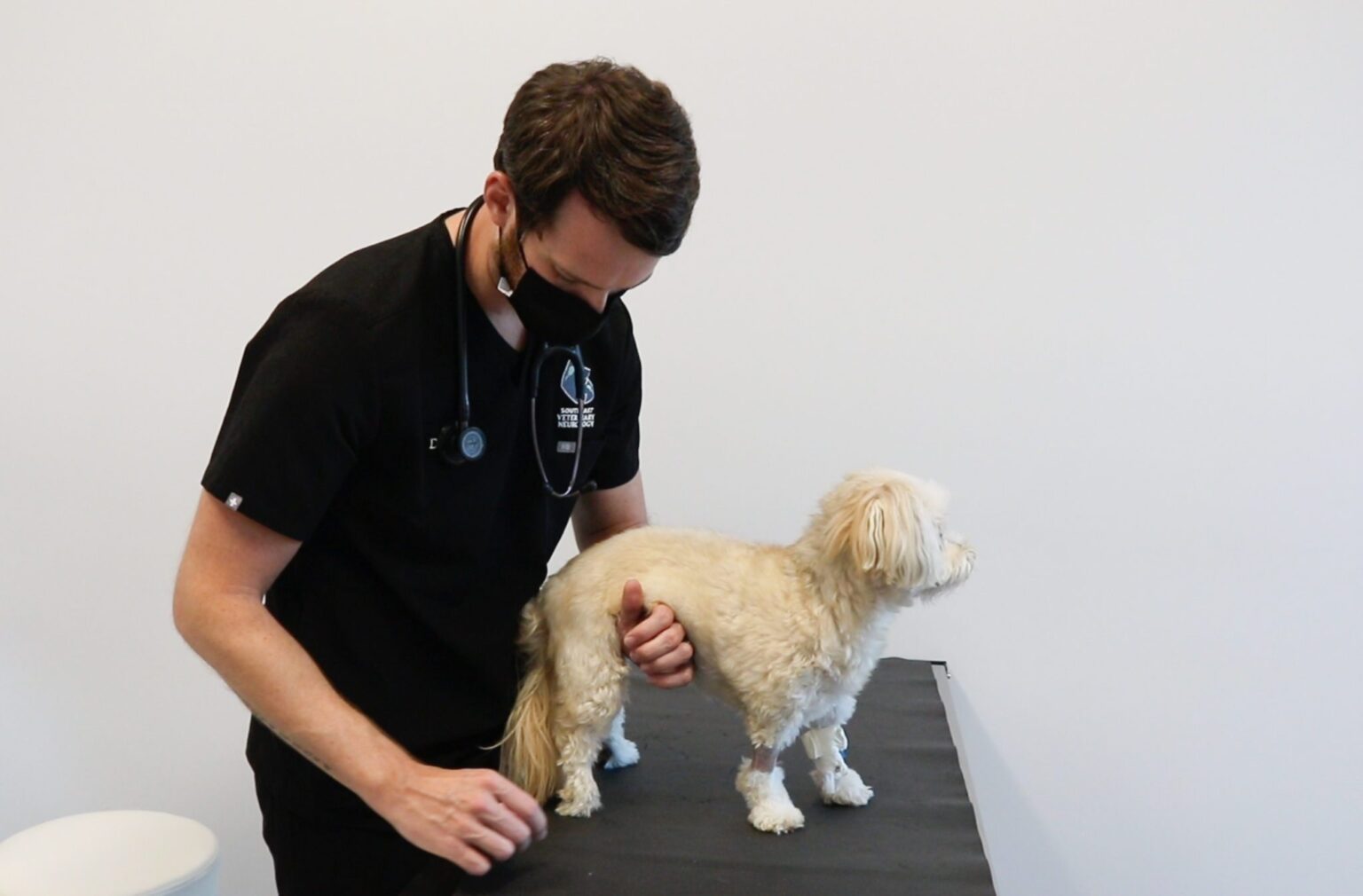 Dog Head Shaking: Causes and What to Do | Southeast Veterinary Neurology