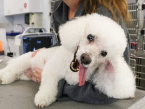 Dog Vertigo: Signs and Can It Be Treated | Southeast Veterinary Neurology