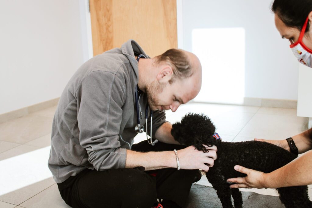 Dog Anesthesia: When Is It Needed and Is It Safe? | Southeast ...