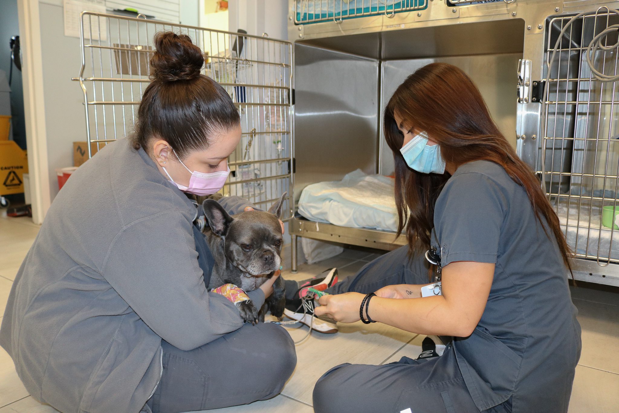 What is Botulism in Dogs and What Should I Look Out For? | Southeast ...