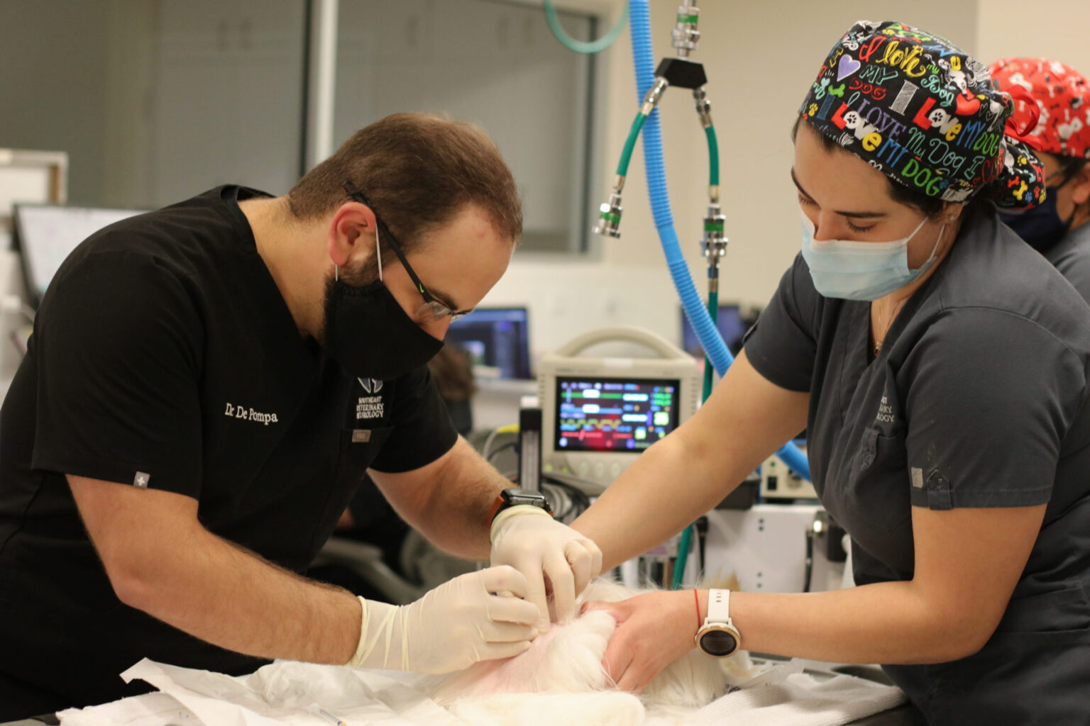 Dog Anesthesia: When Is It Needed and Is It Safe? | Southeast ...