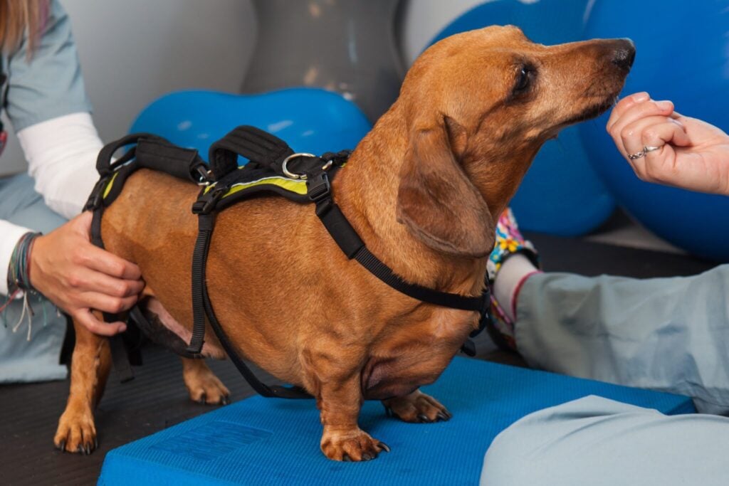 Nonsurgical IVDD Treatment in Dogs: Is Your Dog a Candidate ...