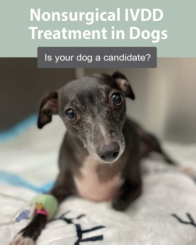 Nonsurgical IVDD Treatment in Dogs: Is Your Dog a Candidate ...
