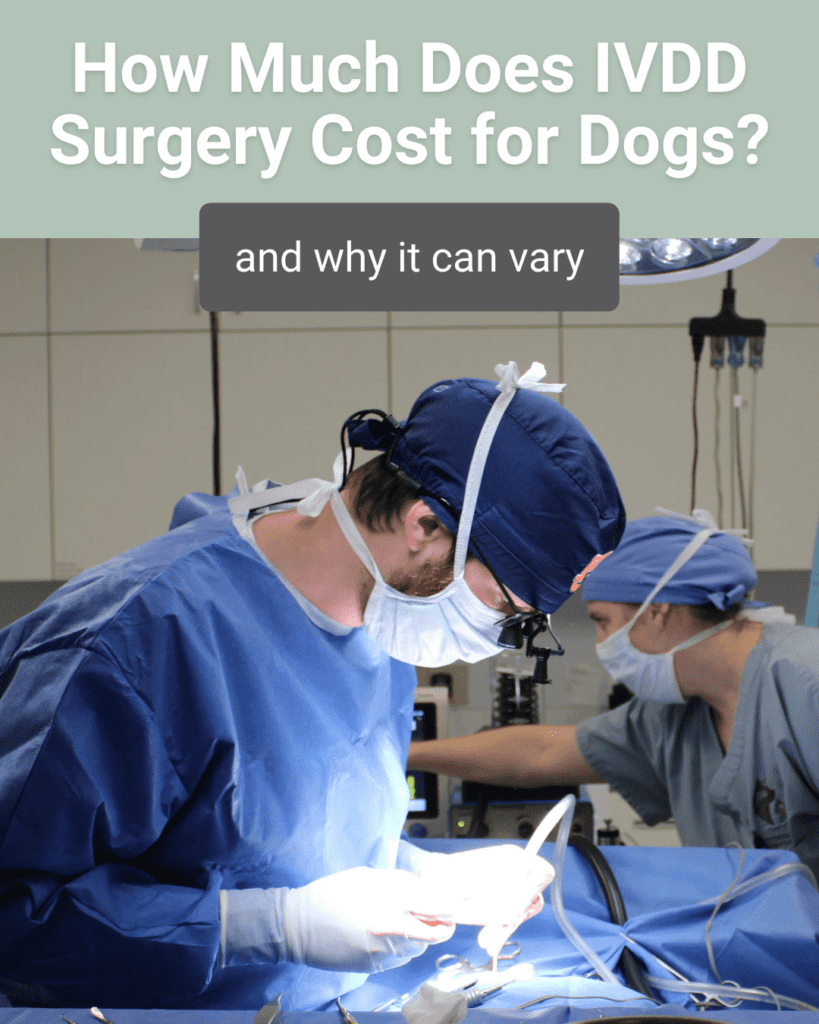 How Much Does IVDD Surgery Cost for Dogs? | Southeast Veterinary Neurology