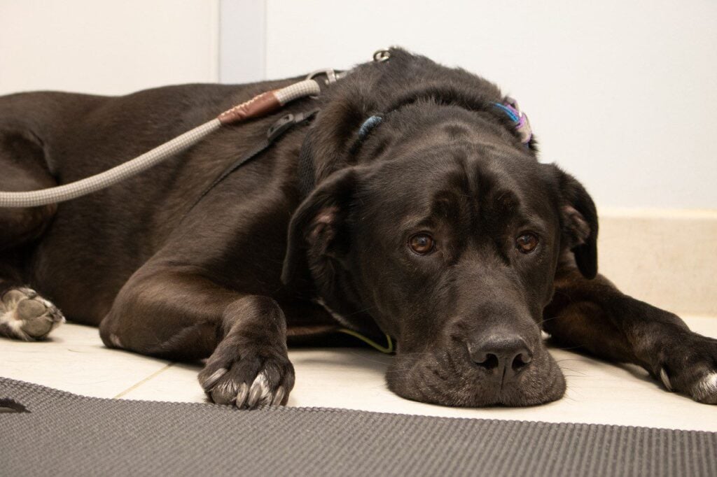 Why Is My Dog Lethargic? 5 Neurological Reasons | Southeast Veterinary ...