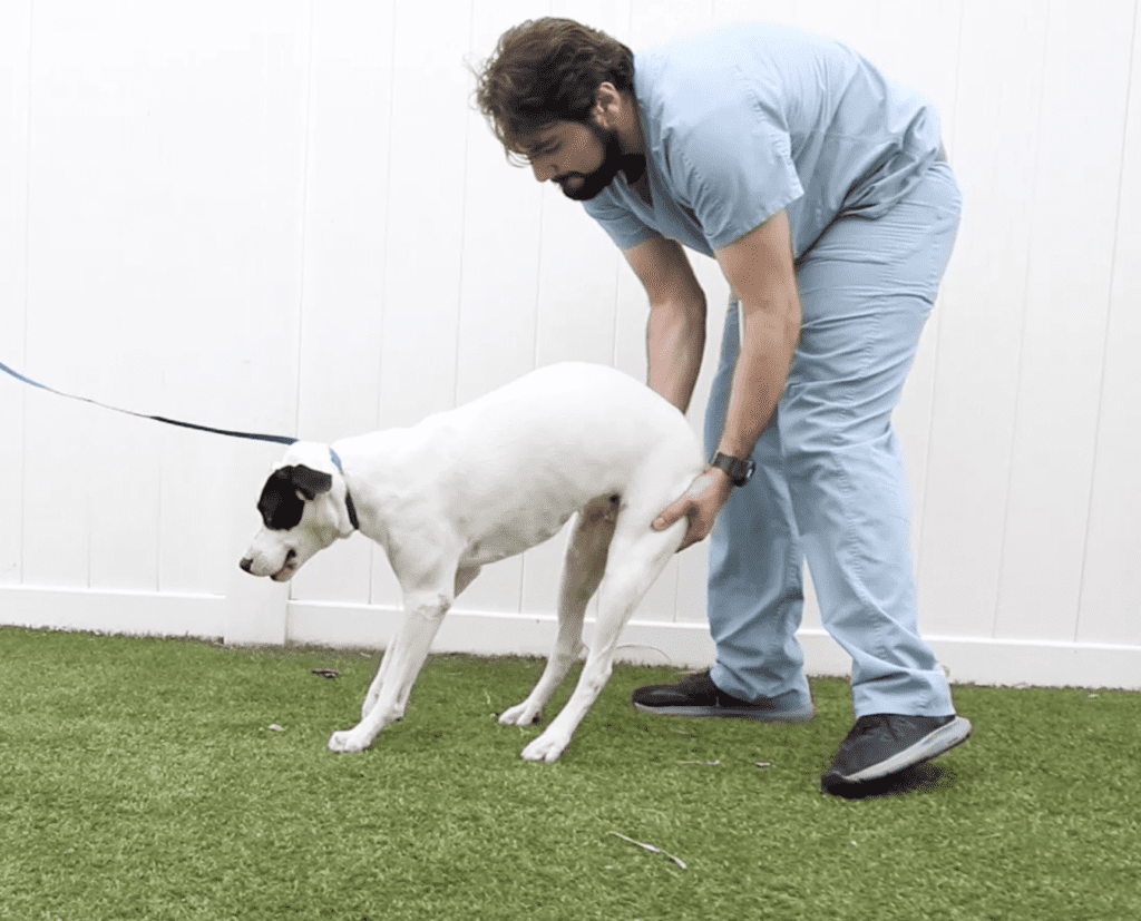 What is Botulism in Dogs and What Should I Look Out For? | Southeast ...