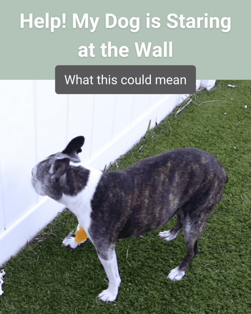Help! My Dog is Staring at the Wall | Southeast Veterinary Neurology
