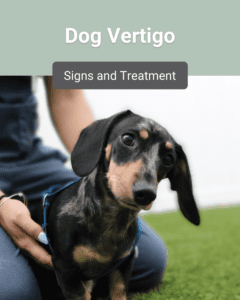 Dog Vertigo: Signs and Can It Be Treated | Southeast Veterinary Neurology