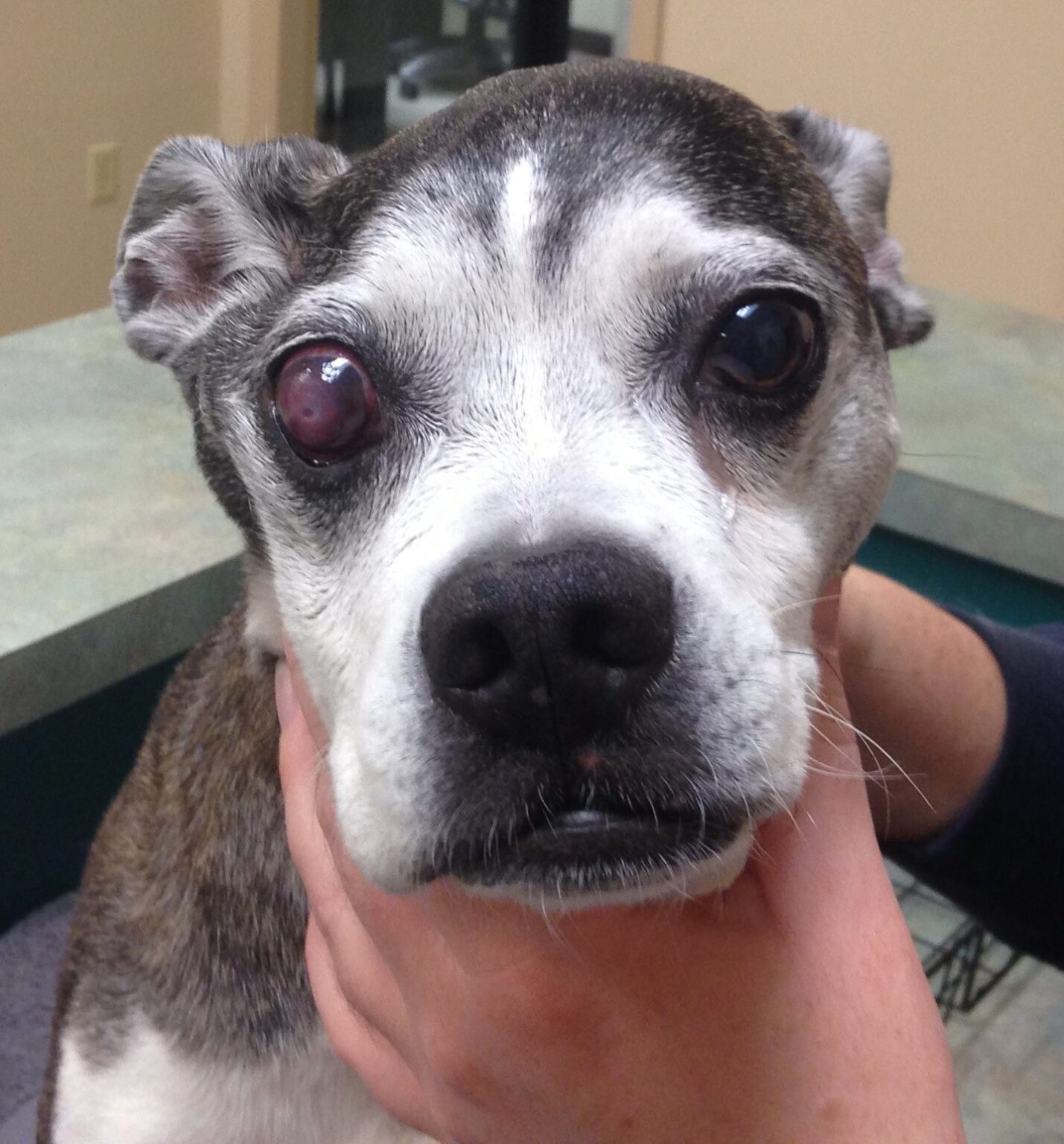 Masticatory Muscle Myositis, Trigeminal Neuritis, and Trigeminal Nerve ...