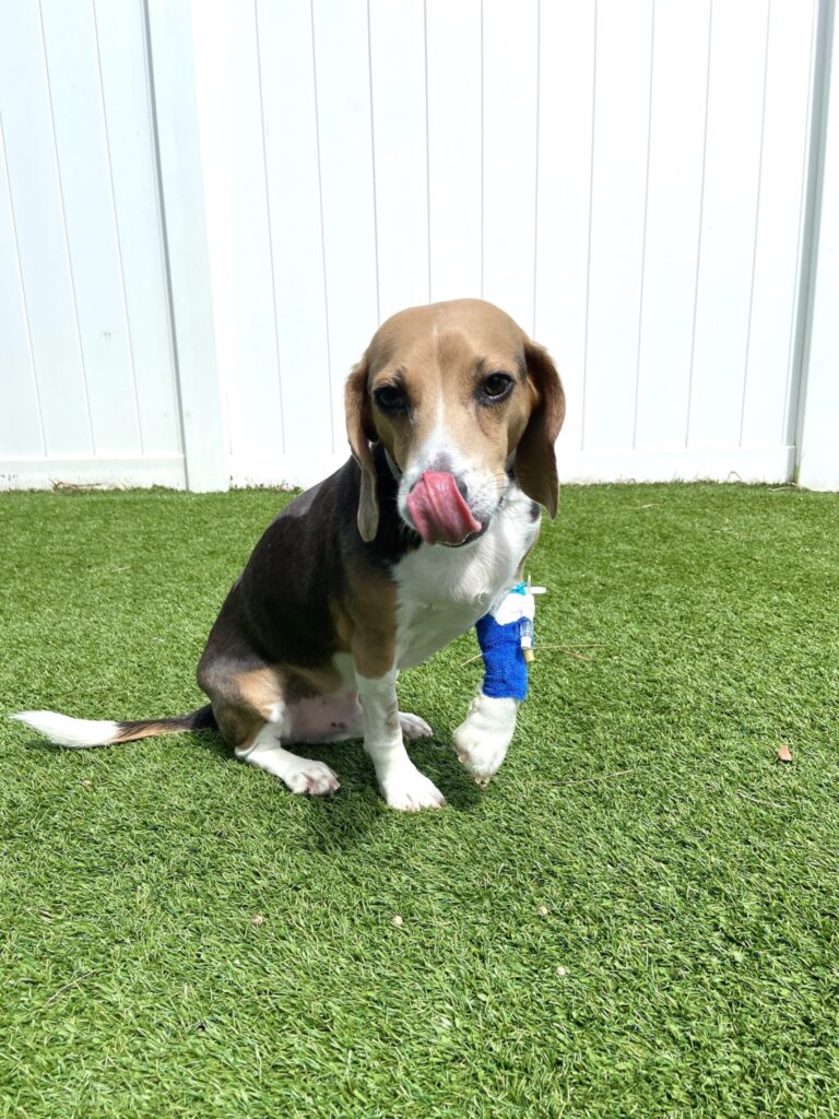 How Can I Tell if My Dog Has a Slipped Disc? | Southeast Veterinary ...
