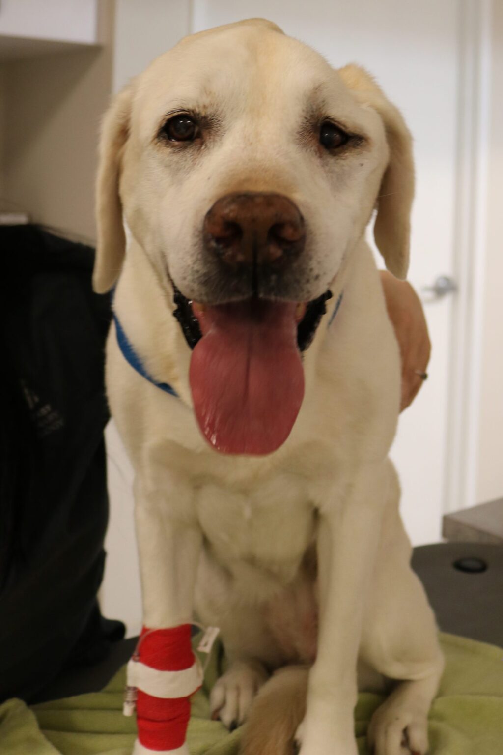 Masticatory Muscle Myositis, Trigeminal Neuritis, and Trigeminal Nerve ...