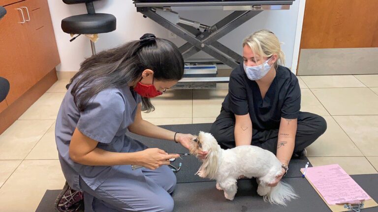 Dog Vertigo: Signs and Can It Be Treated | Southeast Veterinary Neurology