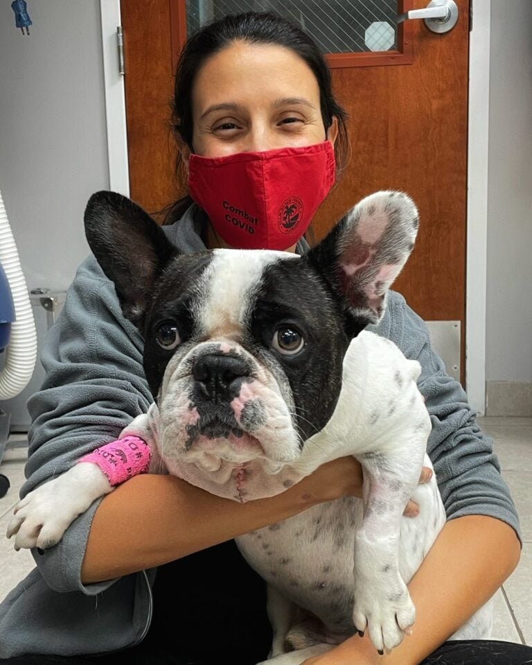 How Can I Tell if My Dog Has a Slipped Disc? | Southeast Veterinary ...