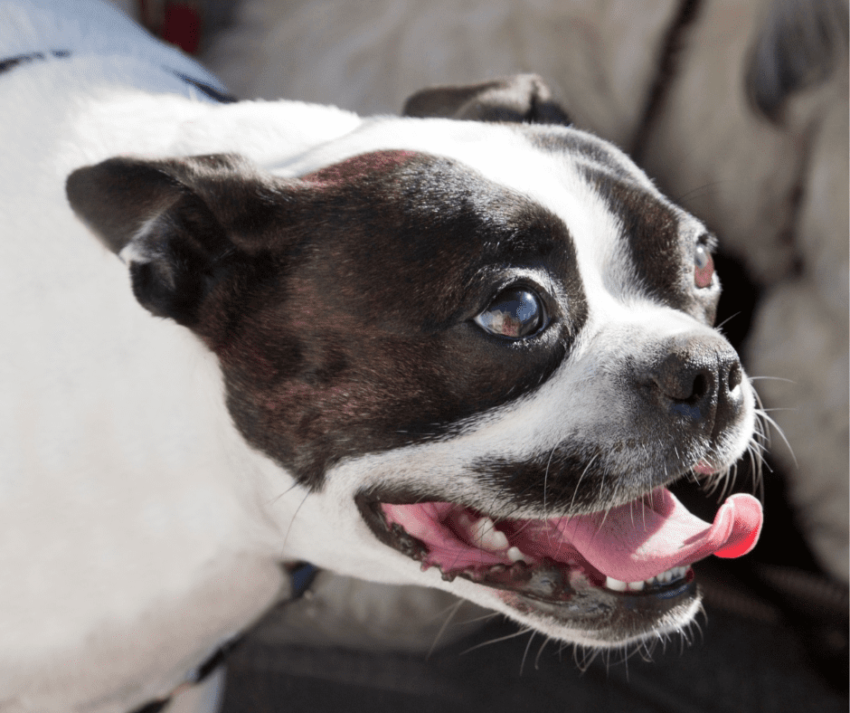 What Is a Brachycephalic Dog? | Southeast Veterinary Neurology