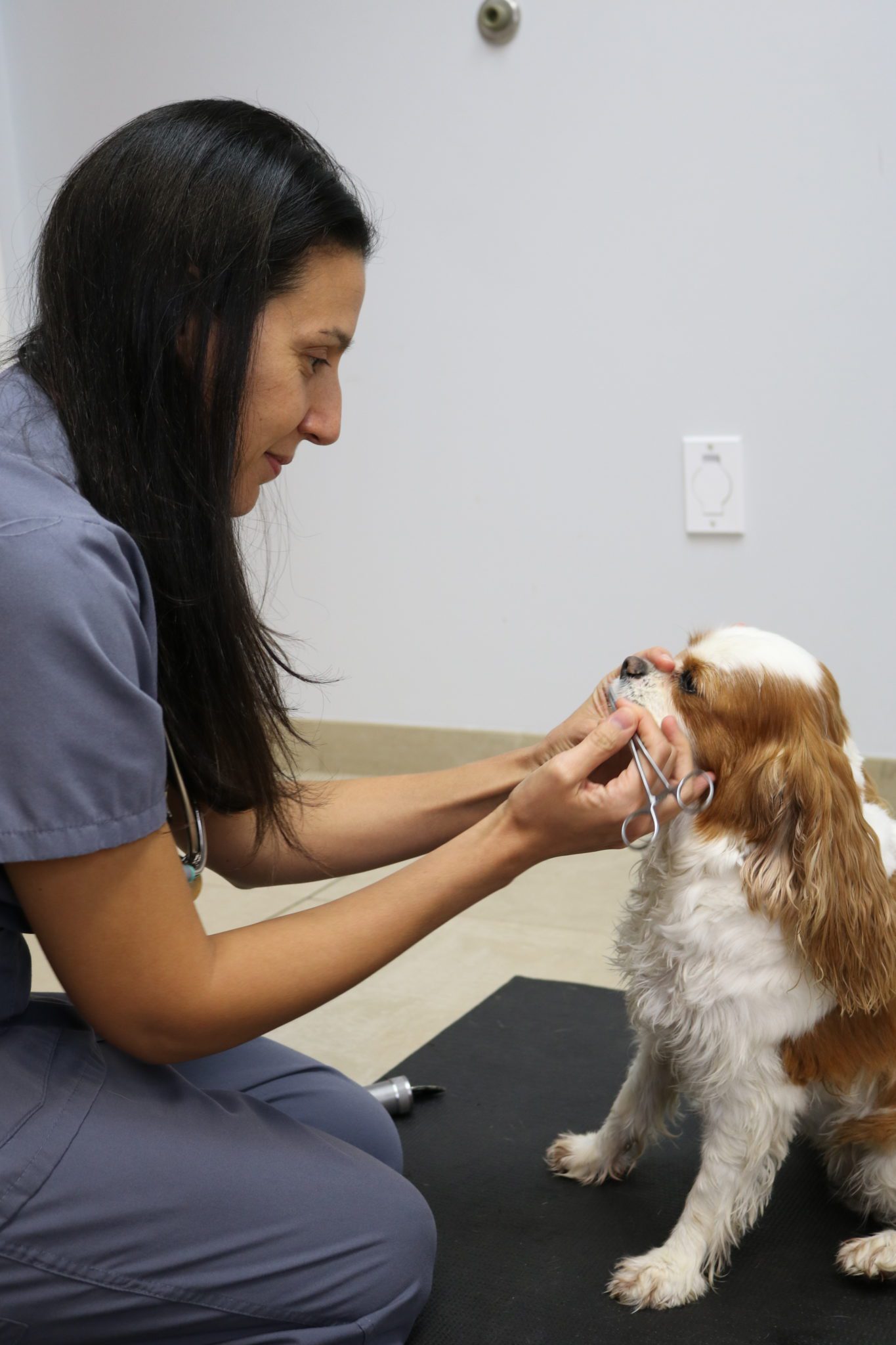 What to Do if Your Dog Is Rubbing Its Face Constantly | Southeast ...