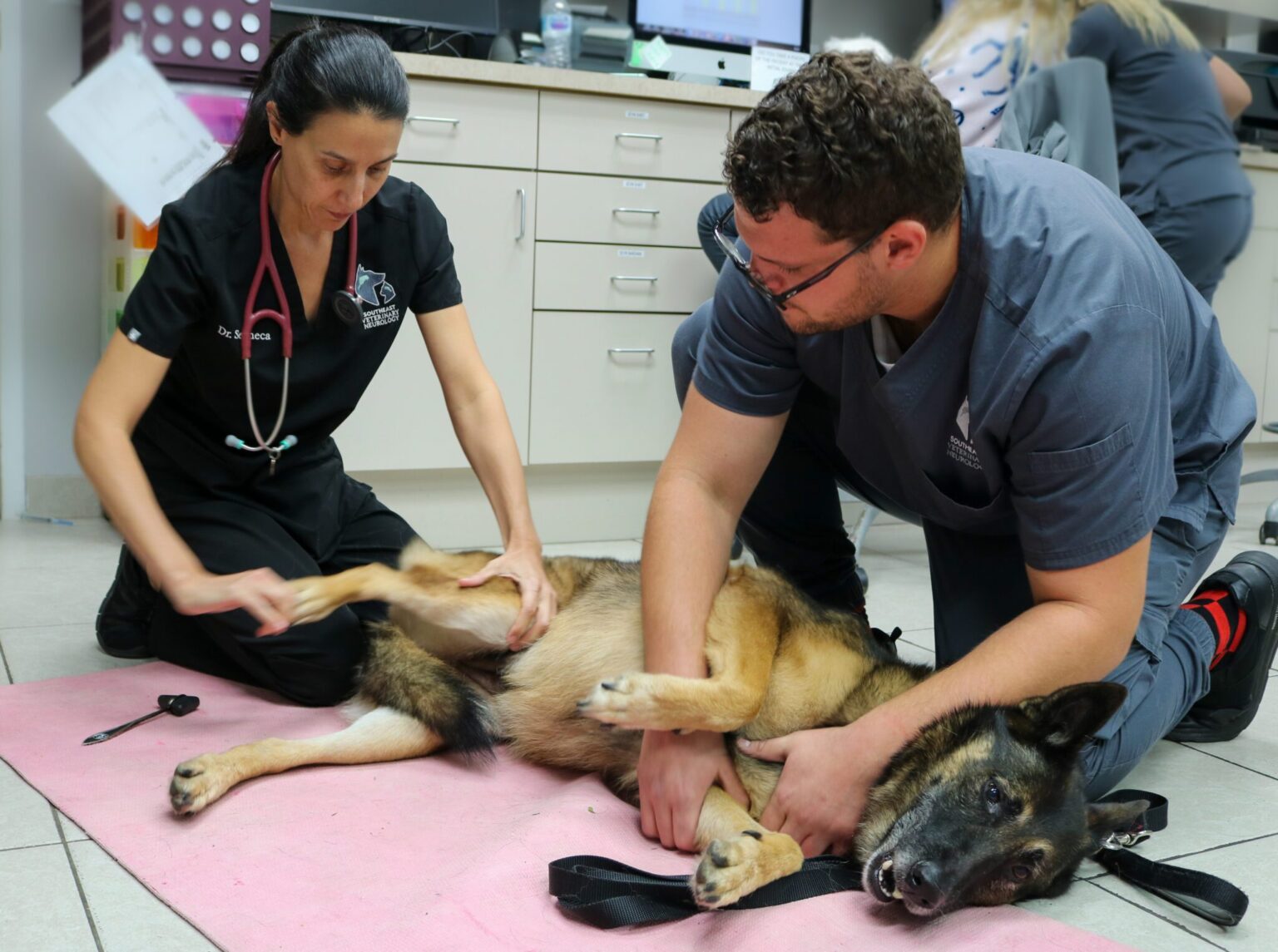 Myasthenia Gravis in Dogs: What It Is and How SEVN Can Help | Southeast ...