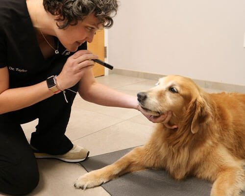 10 Common Signs of Vestibular Disease in Old Dogs | Southeast ...