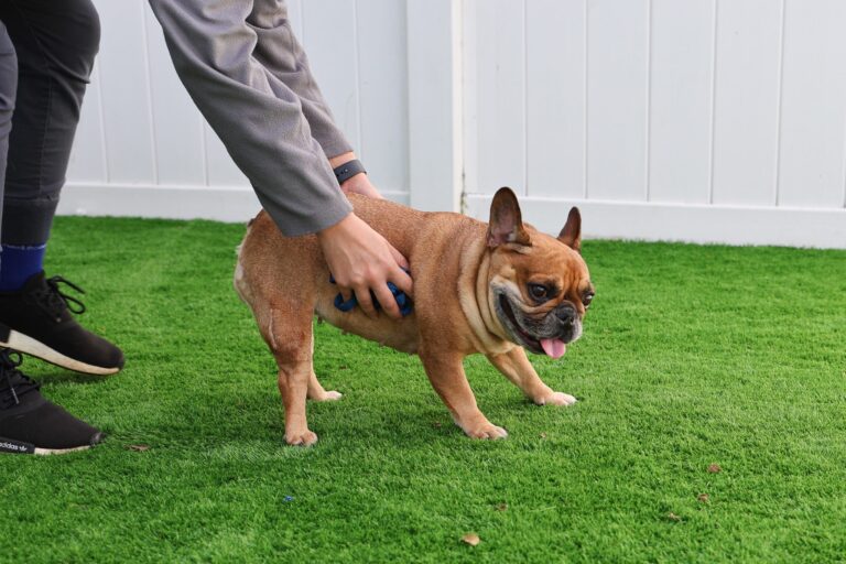 Nonsurgical IVDD Treatment in Dogs: Is Your Dog a Candidate ...