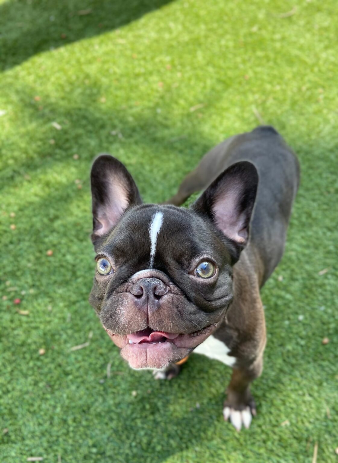 What Is a Brachycephalic Dog? | Southeast Veterinary Neurology