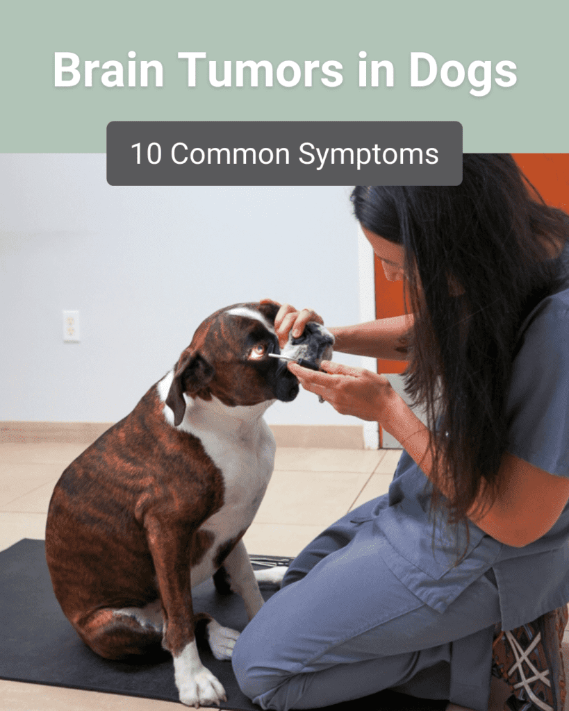 10 Common Brain Tumor Symptoms in Dogs | Southeast Veterinary Neurology