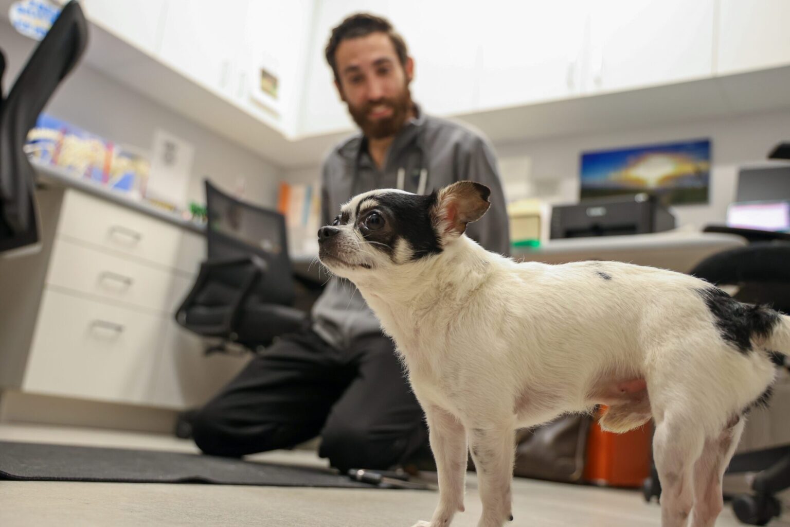 Hydrocephalus in Dogs: The Importance of Early Diagnosis | Southeast Veterinary Neurology
