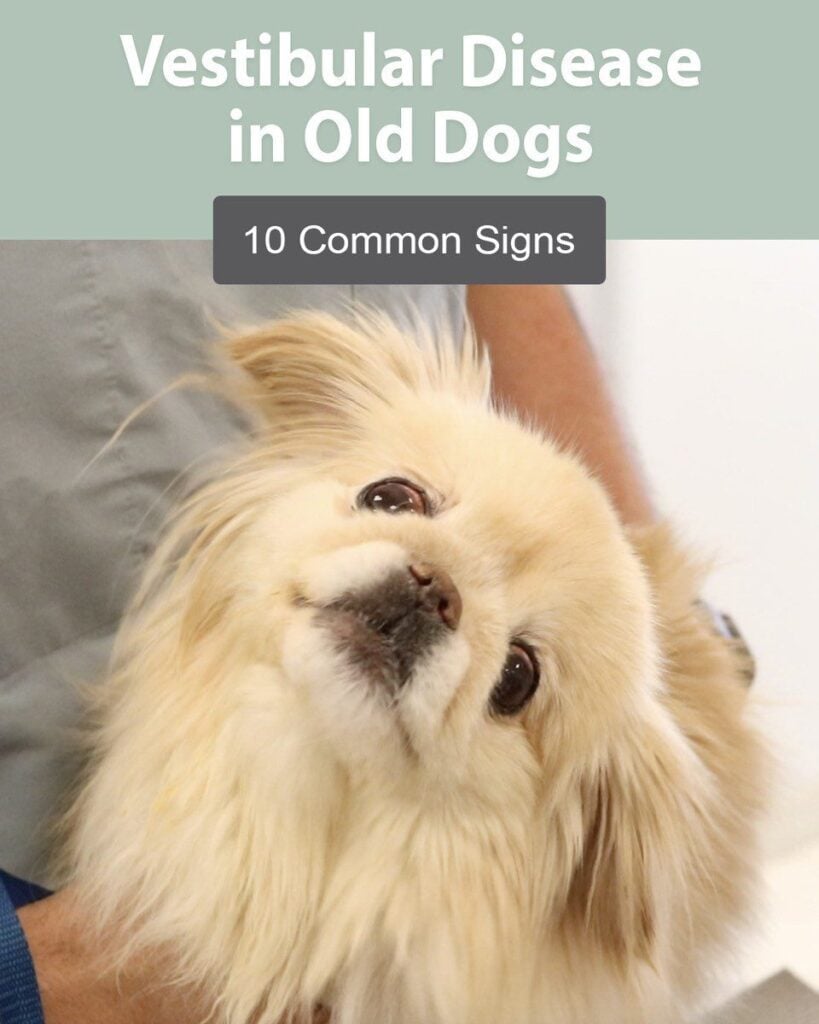 10 Common Signs of Vestibular Disease in Old Dogs | Southeast ...