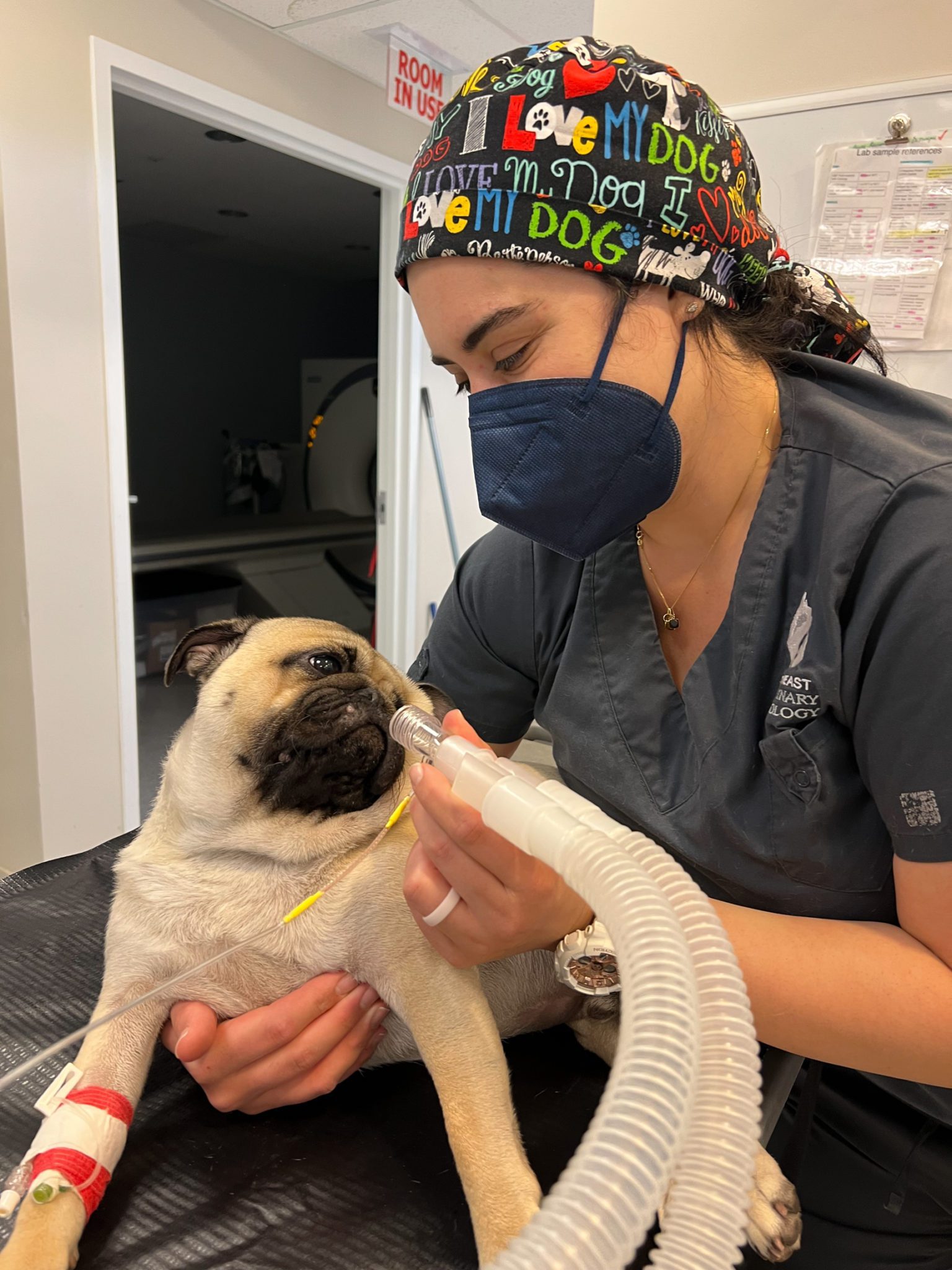 Dog Anesthesia: When Is It Needed and Is It Safe? | Southeast ...