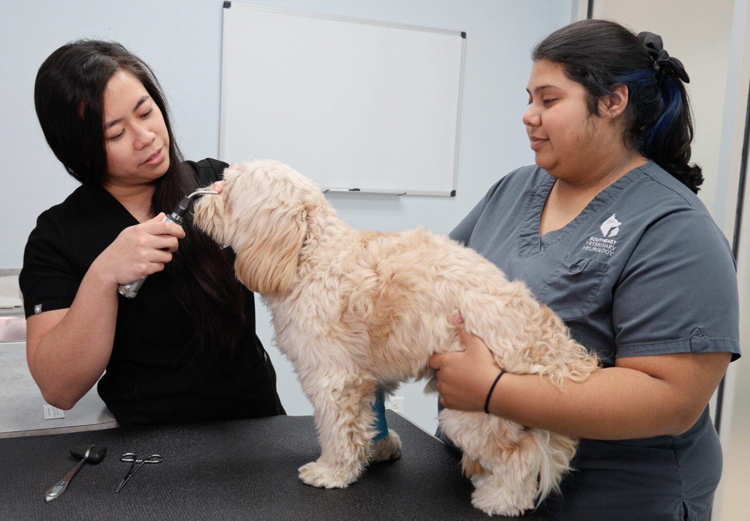 ANNPE: What It Is and How to Care for Your Dog | Southeast Veterinary ...