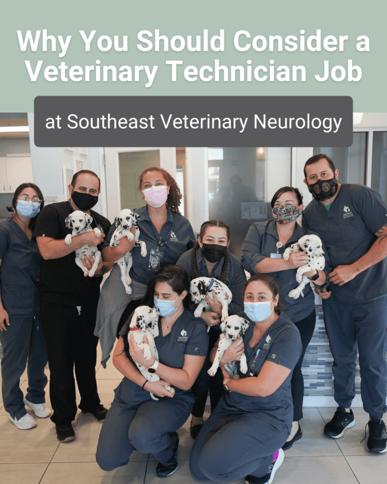 Why You Should Consider a Veterinary Technician Job at SEVN | Southeast ...