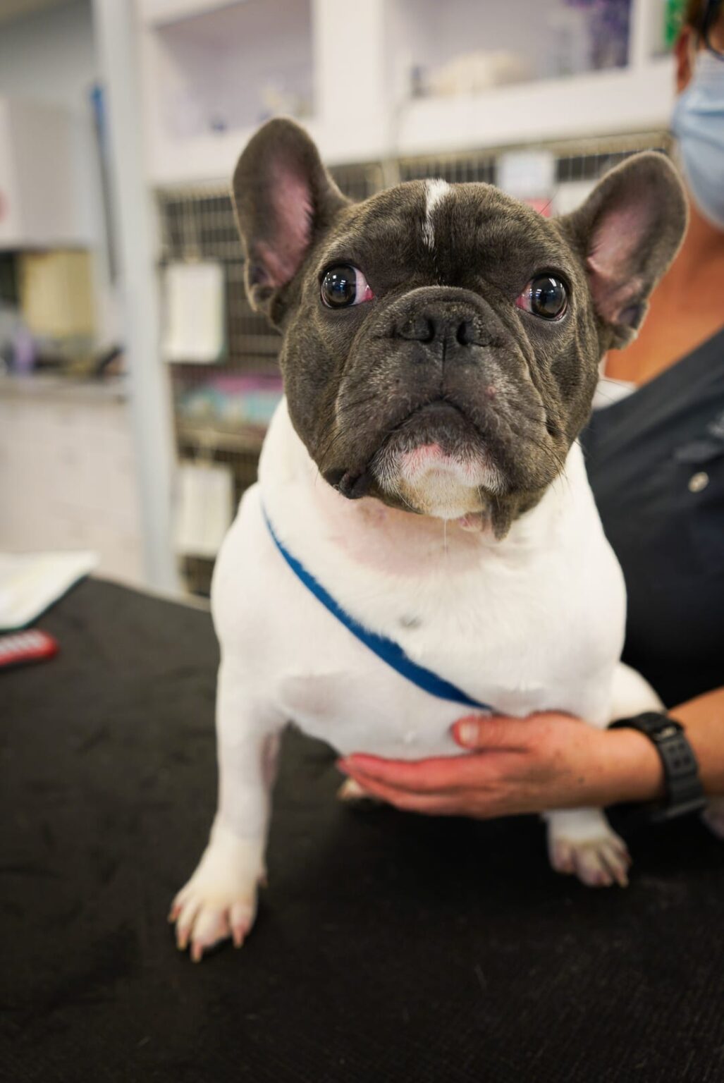 What Triggers Seizures in Dogs? | Southeast Veterinary Neurology