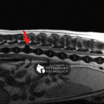 Dog Herniated Disc: Signs and What to Do | Southeast Veterinary Neurology